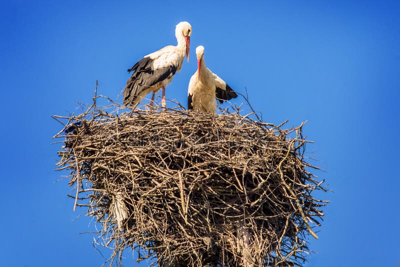 Pair of storks in the nest stock photo. Image of nature - 82212354