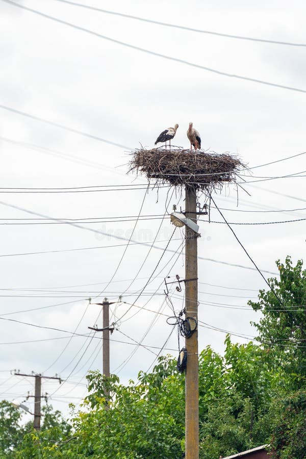 A Pair of Storks in a Nest on a Power Line Pole Stock Photo - Image of ...