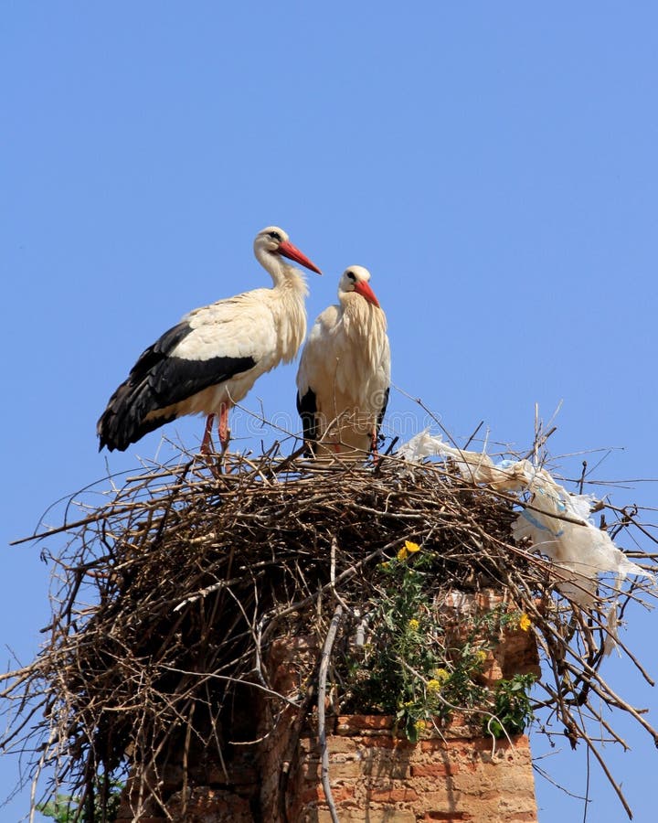 Pair of Storks Sitting in Their Nest Stock Image - Image of nest ...