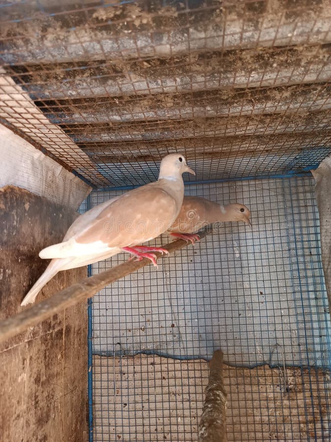 Puter Birds Stock Photos - Free & Royalty-Free Stock Photos from Dreamstime