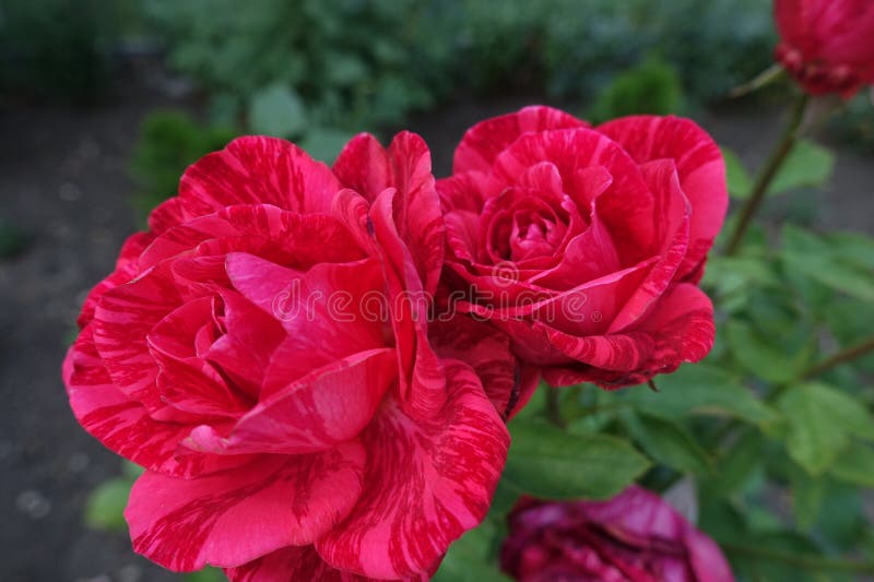 Pair of Striped Red Flowers of Roses Stock Image - Image of ...