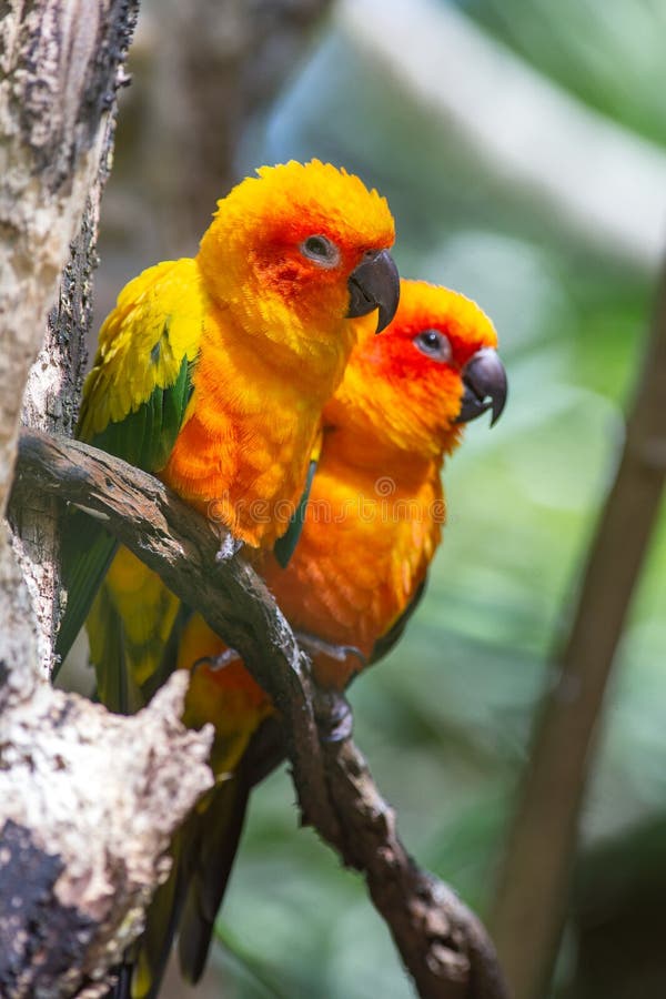 Pair of Sun Parakeets or Sun Conures on a Branch Stock Image - Image of ...