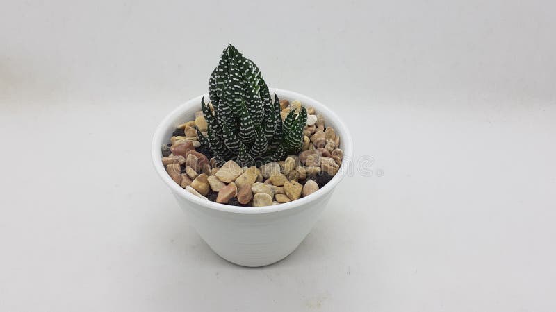 A Pair of Sunglasses on White Isolation Background Stock Photo - Image ...