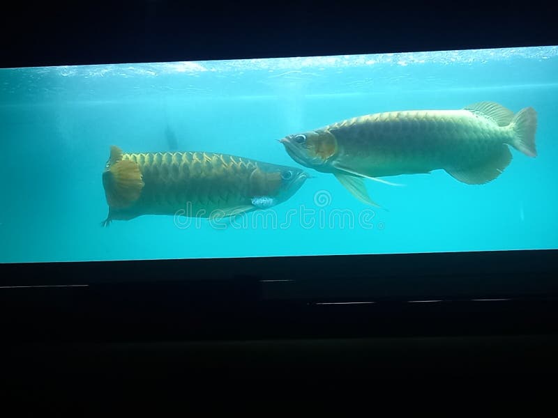 A Pair of Super Red Arowana Fish in the Aquarium.Bandung, West Java ...