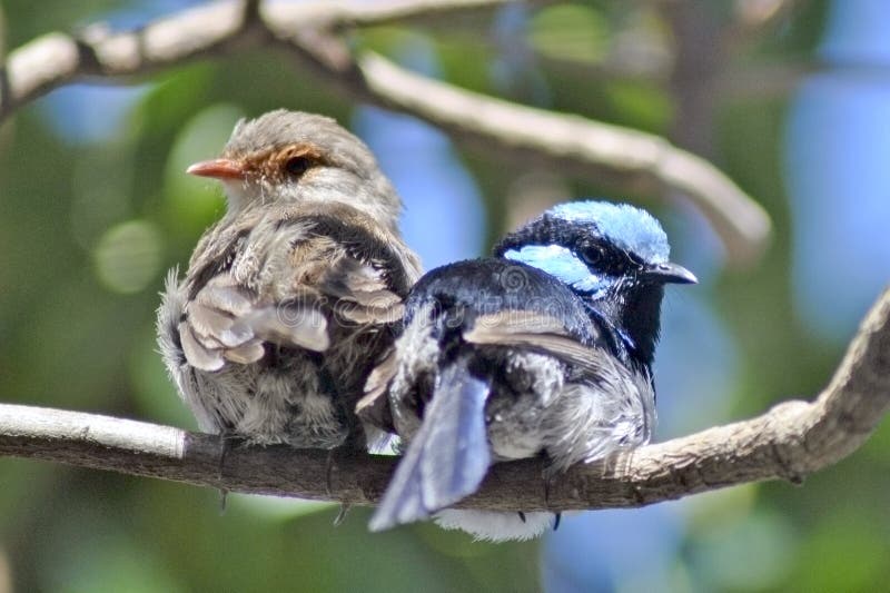 Superb Blue Fairy Wrens stock image. Image of male, stunning - 1796271