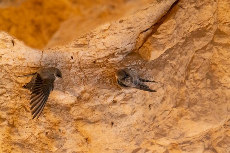 A pair of swallows stock image. Image of ramon, animal - 260386063