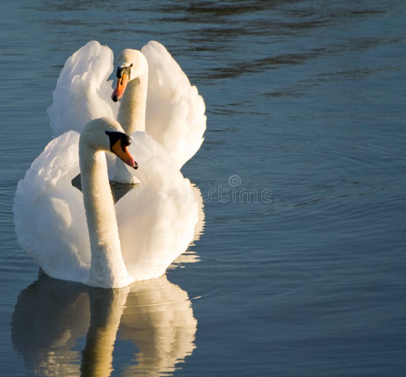 A pair of swans stock photo. Image of water, plural, following - 4517664