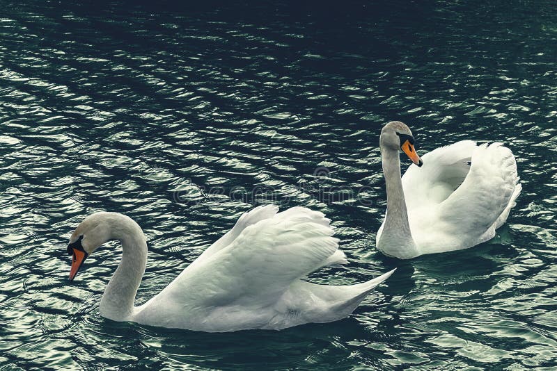 A pair of swans for a bet stock image. Image of birds - 142615633