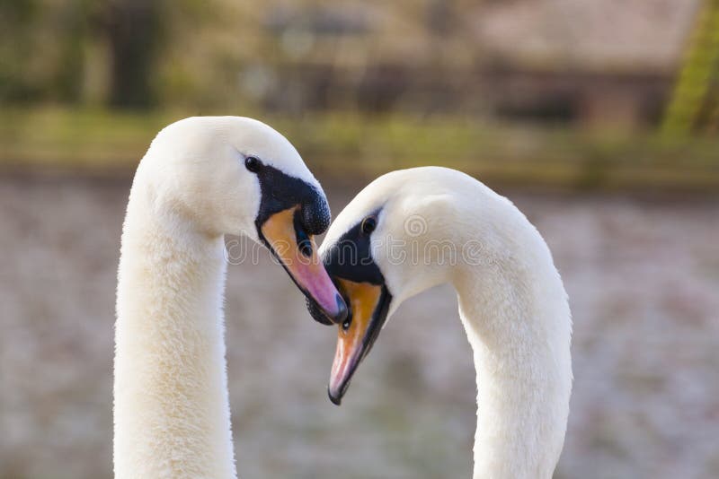 Pair of Swans in Bruges, Belgium, Stock Image - Image of love, animals ...