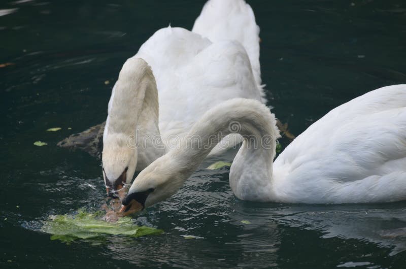 Pair of Swans Eating Vegetation in a Pond Stock Image - Image of ...