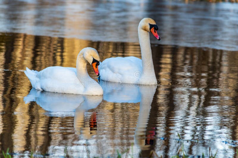 A Pair of Swans Lunch in the Park Pond in Early Spring Stock Image ...