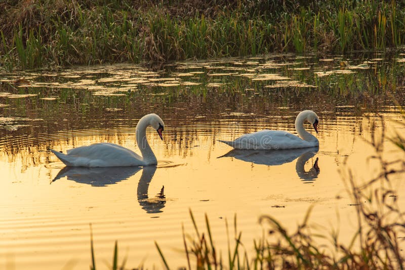 A Pair of Swans on a Walk, on the River during Sunset Stock Photo ...
