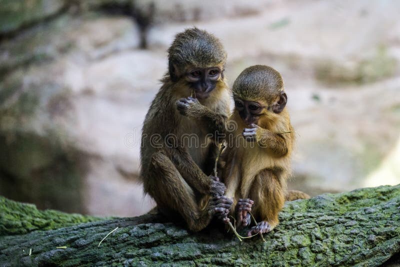 A Pair of Talapoin Monkeys stock photo. Image of animalia - 72861960