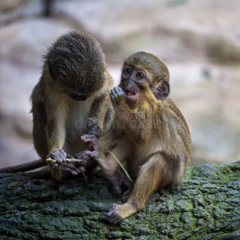 A Pair of Talapoin Monkeys stock photo. Image of primate - 72861968