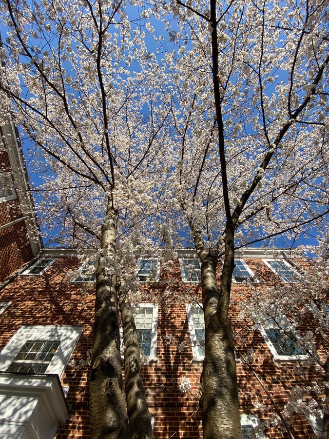 Pair of Tall Cherry Blossom Trees in Spring in March Stock Image ...