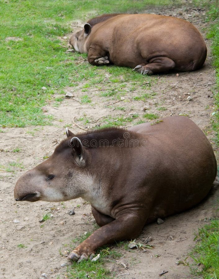 Pair tapir stock image. Image of wild, strange, poland - 5079351