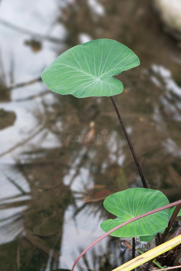 A Pair of Taro Plant Leaves Growing in Shallow Water Stock Image ...