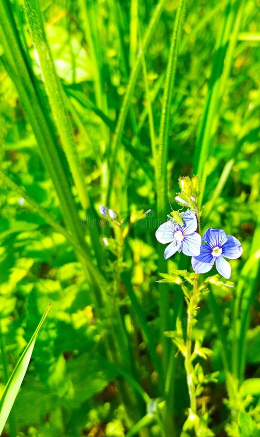Pair of Tender Blue Flowers with an Insect on Them Stock Photo - Image ...