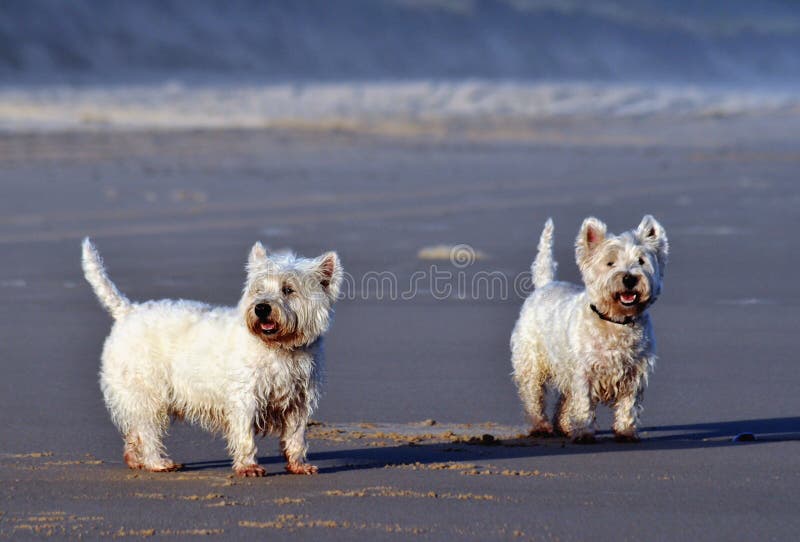 Pair of Terriers stock photo. Image of beach, pair, terriers - 12749590