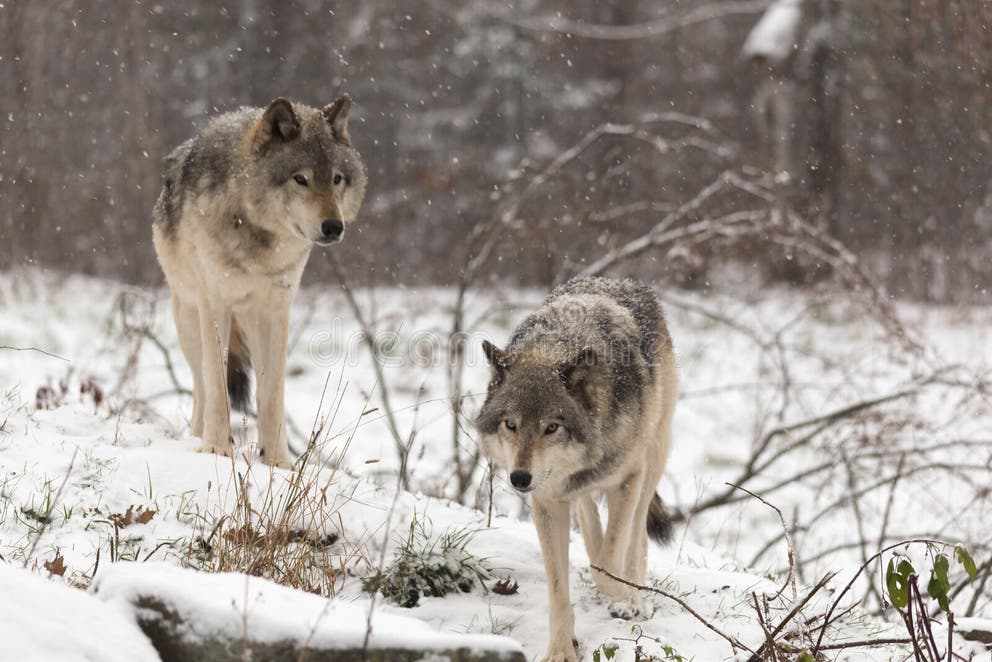 Pair of Timber Wolves in a Winter Environment Stock Photo - Image of ...