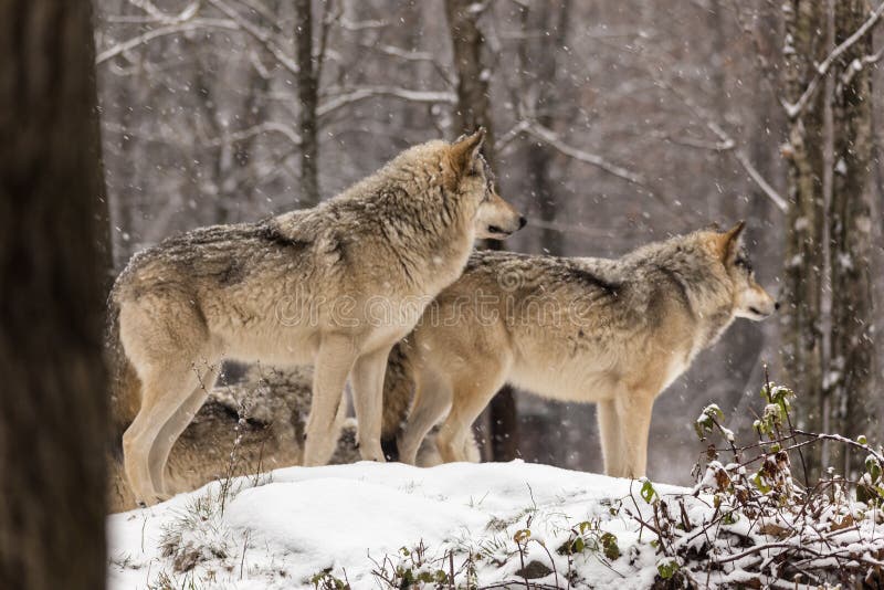Timber Wolves at Play in Winter Stock Image - Image of beast, savage ...