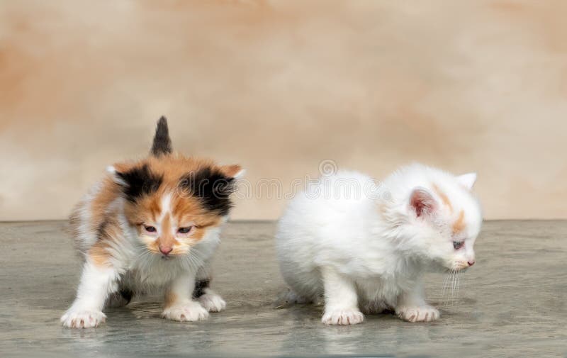 Pair of Tiny Kittens Looking for Mom Stock Image - Image of animal ...