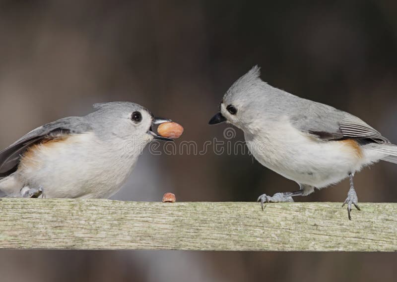 Pair of Titmice with a Peanut Stock Image - Image of couple, birds: 4406161