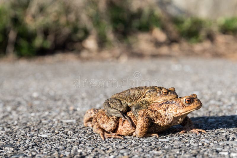 Pair of Toads on a Hike - Frog Stock Photo - Image of pair, mating ...