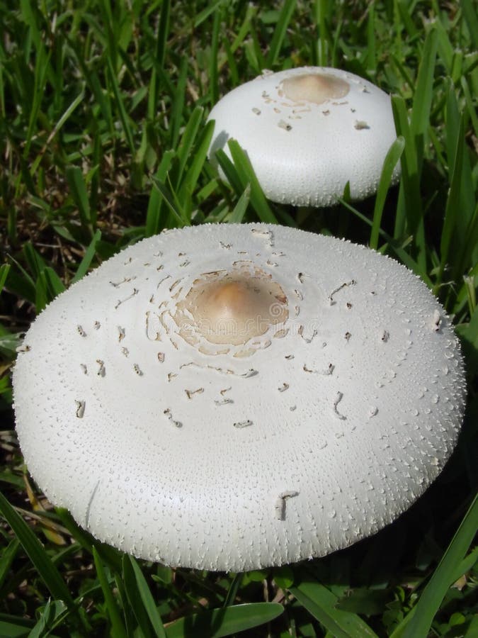 Pair Of Toadstools Picture. Image: 141031