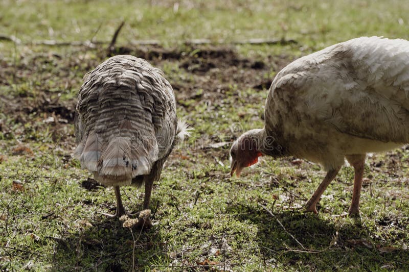 A Pair of Tom Turkeys Grazing on the Ground. Turkeys Eating on Farmland ...