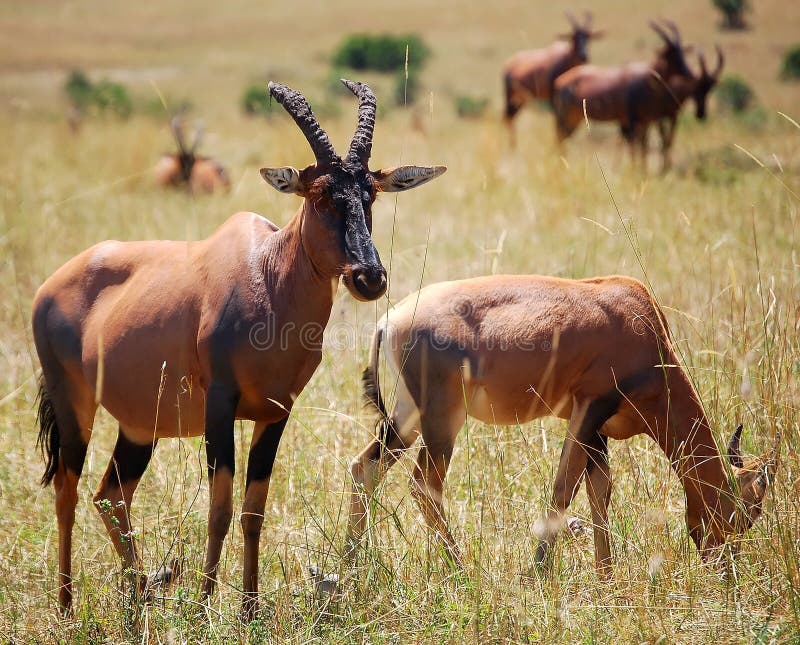Pair of Topi stock photo. Image of gazelle, animals, migration - 1977130