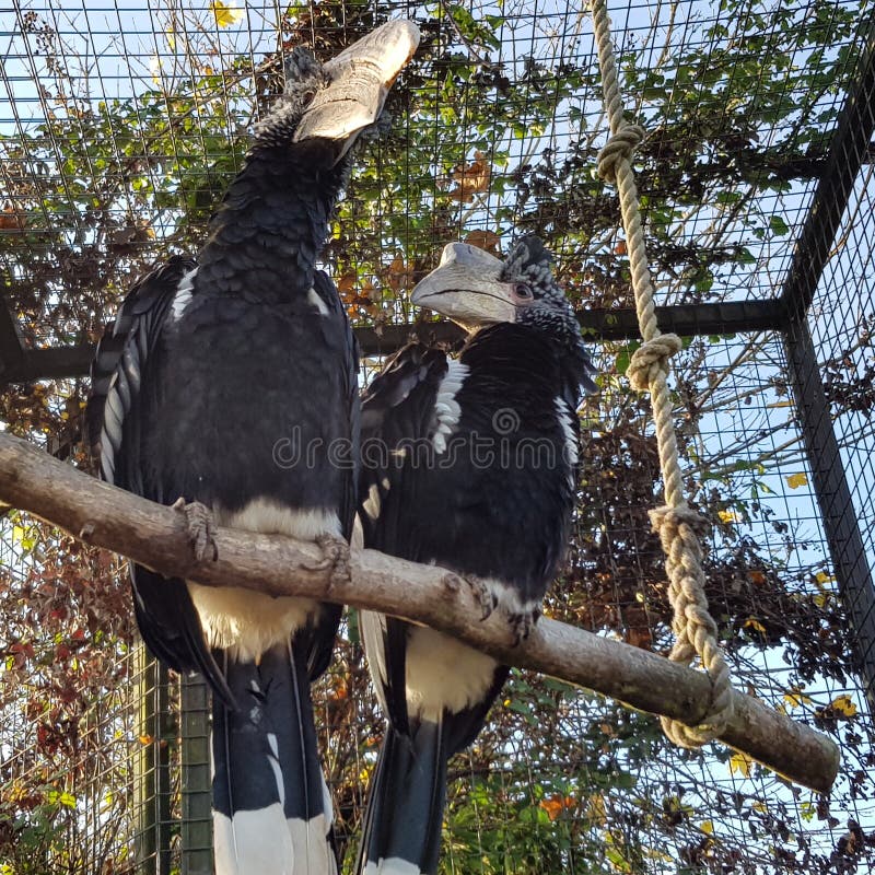 Toucan stock image. Image of pair, together, toucan - 105660581