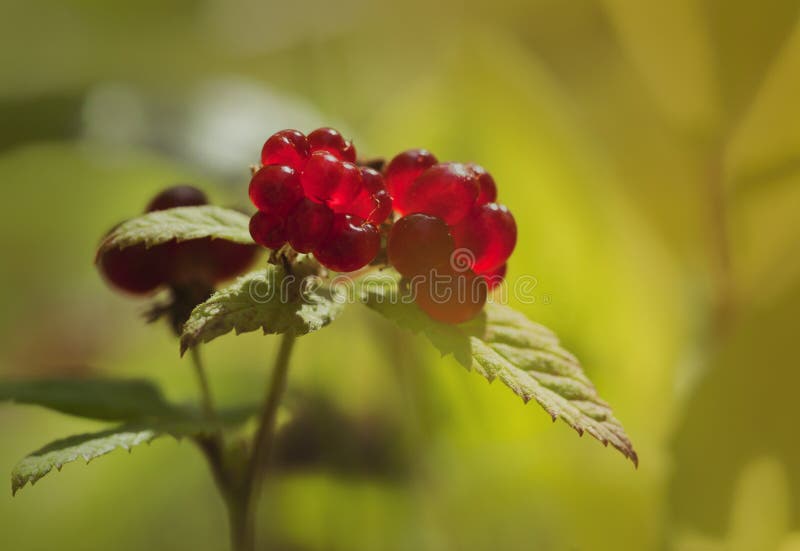 Pair of Trailing Raspberry Fruits - Selective Focus Stock Photo - Image ...