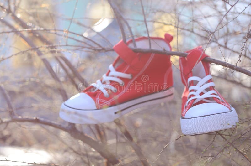 Pair of Trainers Hanging on Tree Branch Stock Photo - Image of ...