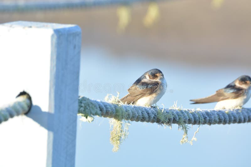A Pair of Tree Martin Birds Stock Image - Image of martin, australian ...