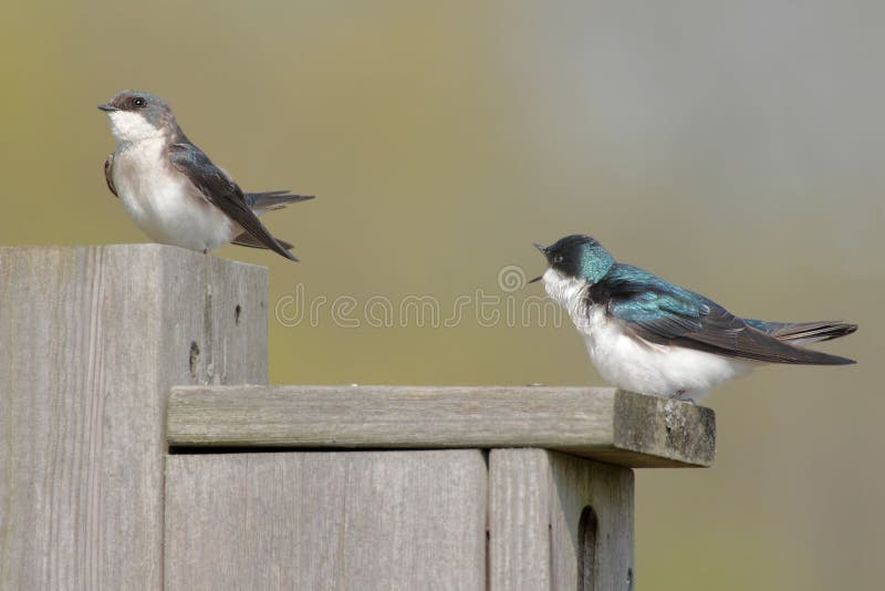 Pair of Tree Swallows stock image. Image of animals, feathers - 5192353