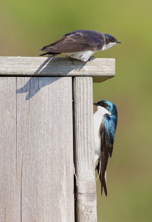 Pair of Tree Swallows on a Bird House Stock Image - Image of swallow ...