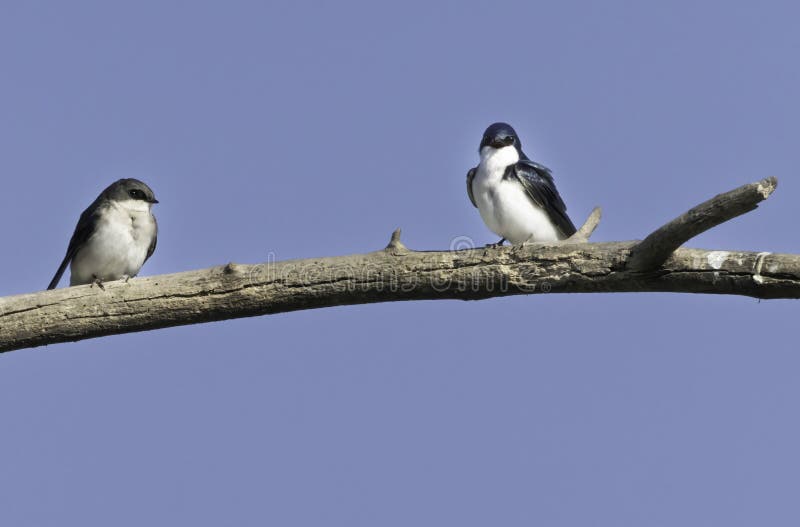 A Pair of Tree Swallows on a Branch Stock Photo - Image of wild, tree ...