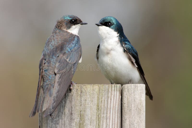 Pair of Tree Swallows on a Stump Stock Photo - Image of feathers ...