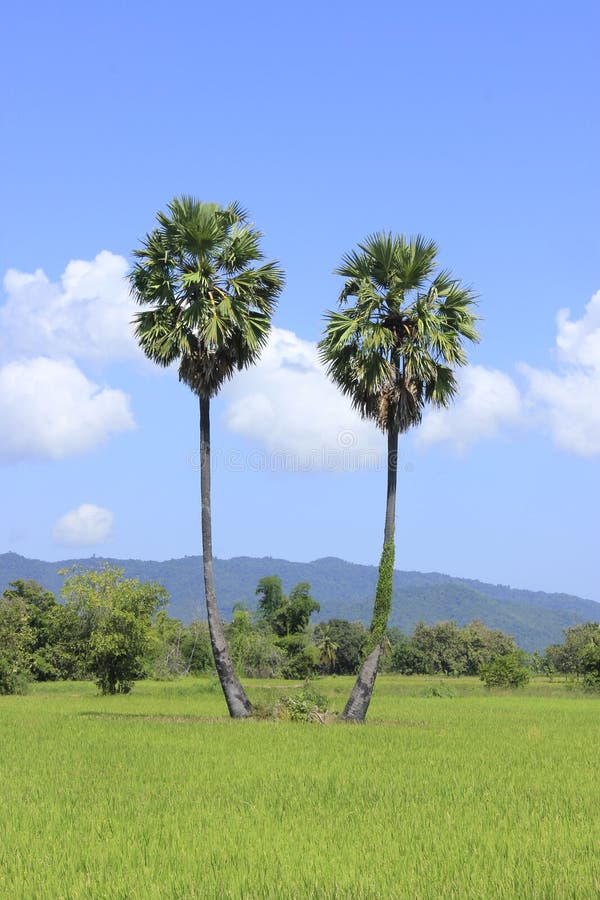 Pair of trees. stock image. Image of shade, botanic, isolated - 21807111