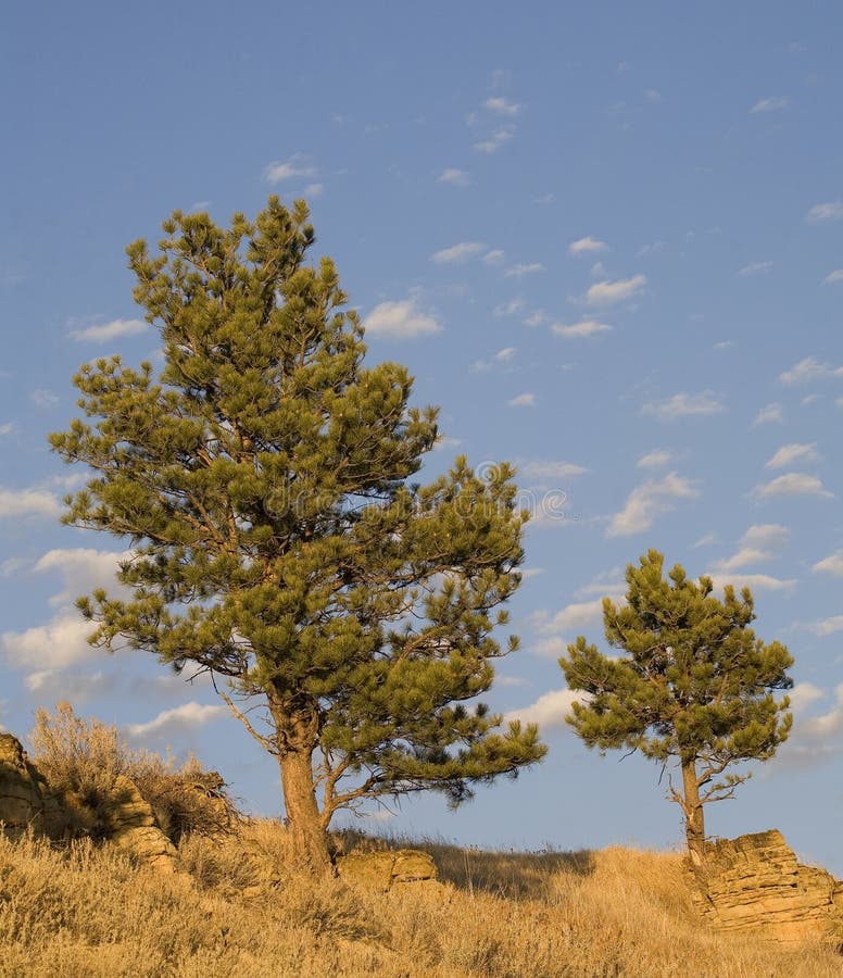 Pair of trees stock image. Image of grey, pair, evergreen - 28098365