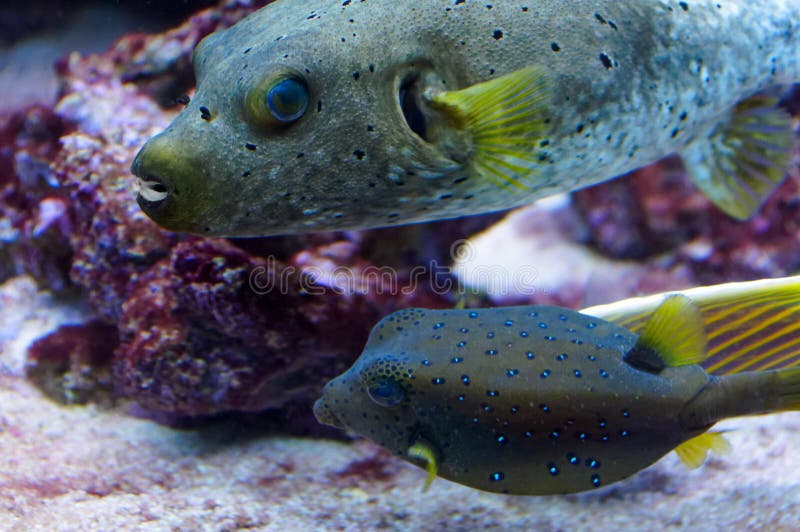 A pair of tropical fish. stock image. Image of pair, fish - 23809385