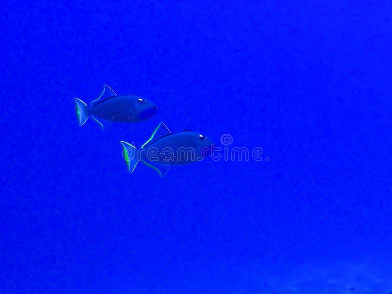 Profile Two Tropical Fish Smiling Expression Blue Background Stock ...