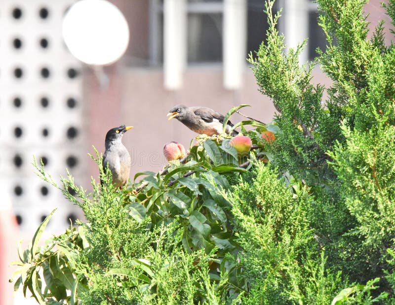 Pair of True Thrush Bird Perched on a Conifer Tree Stock Photo - Image ...