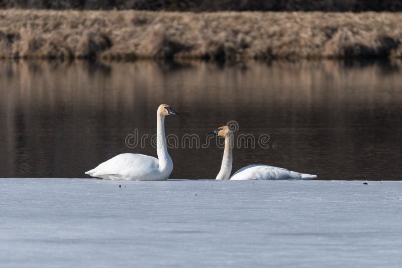 Pair of Trumpeter Swan on the Ice Stock Photo - Image of black, pond ...