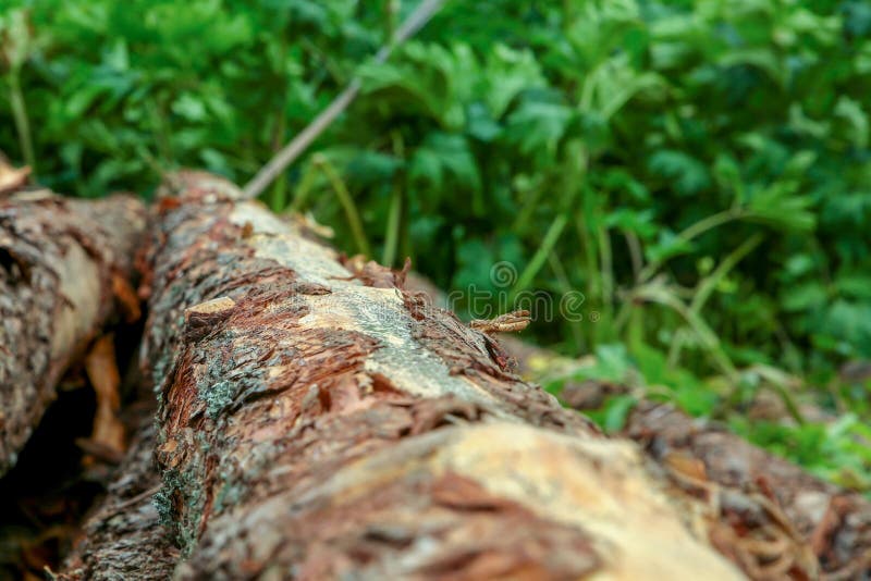 Pair of Trunks of Hard Bark Pine Tree Focus on the Center of a Log ...