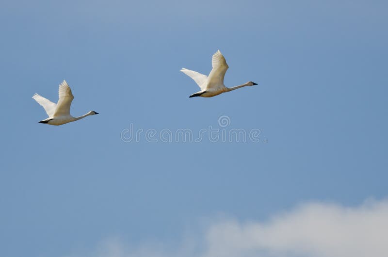 Pair of Tundra Swans Flying High Above the Clouds Stock Photo - Image ...
