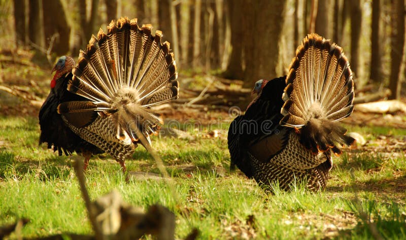 Back Turkey Fan Stock Photos - Free & Royalty-Free Stock Photos from ...