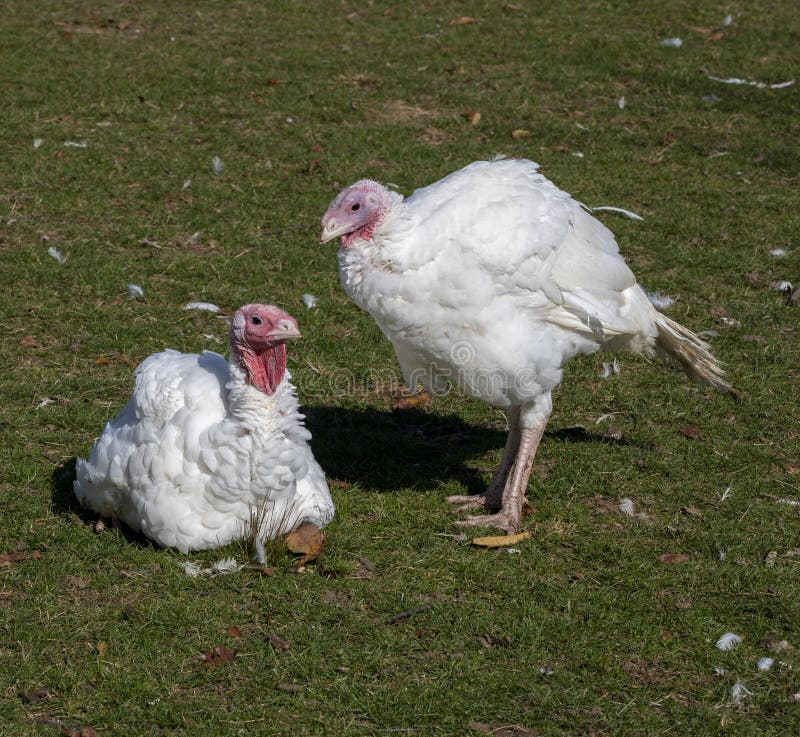 Pair of turkeys in field stock image. Image of pair - 236164567