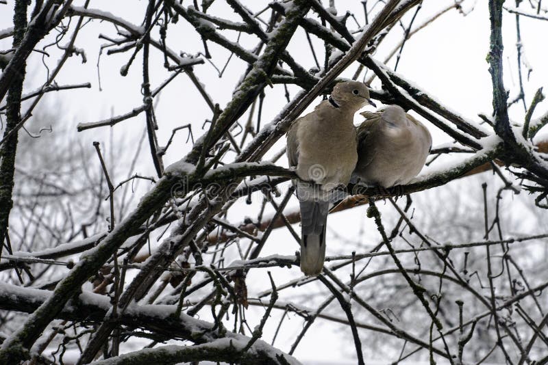 A Pair of Turtle Doves Sitting on the Branches of Trees on a Cold ...